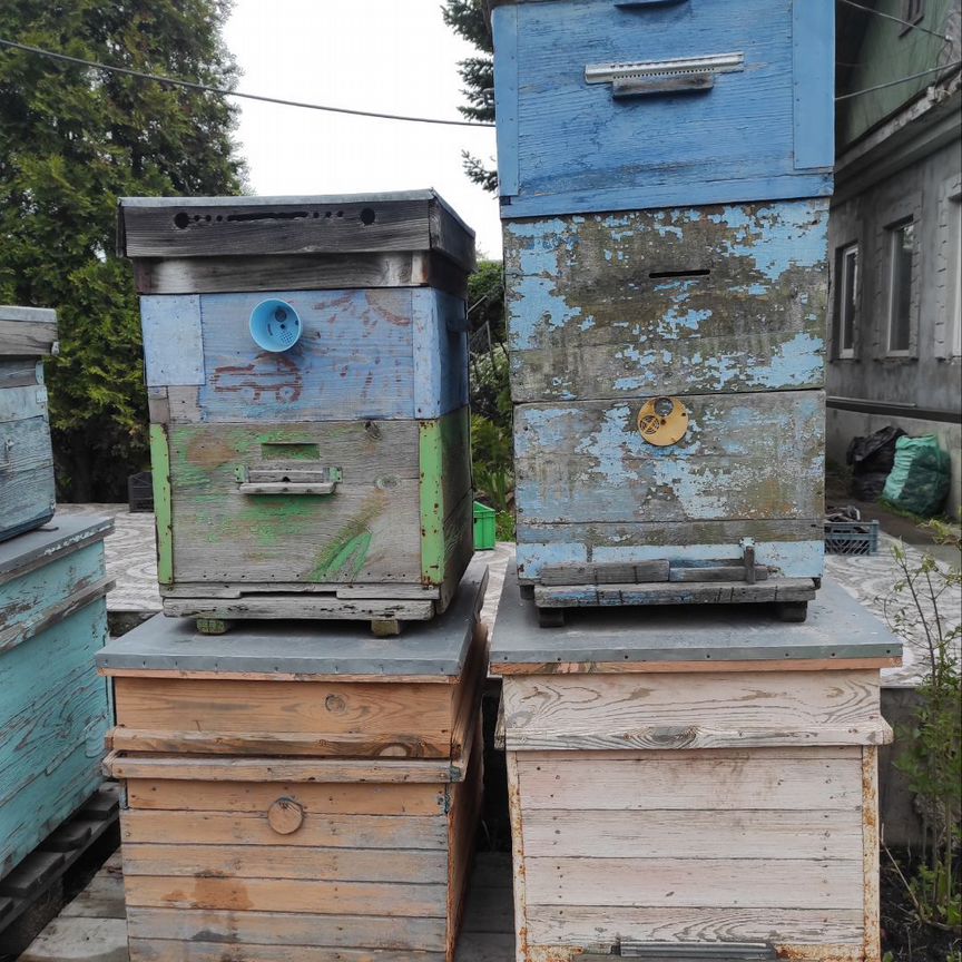 Улья дадан 12 рамочный