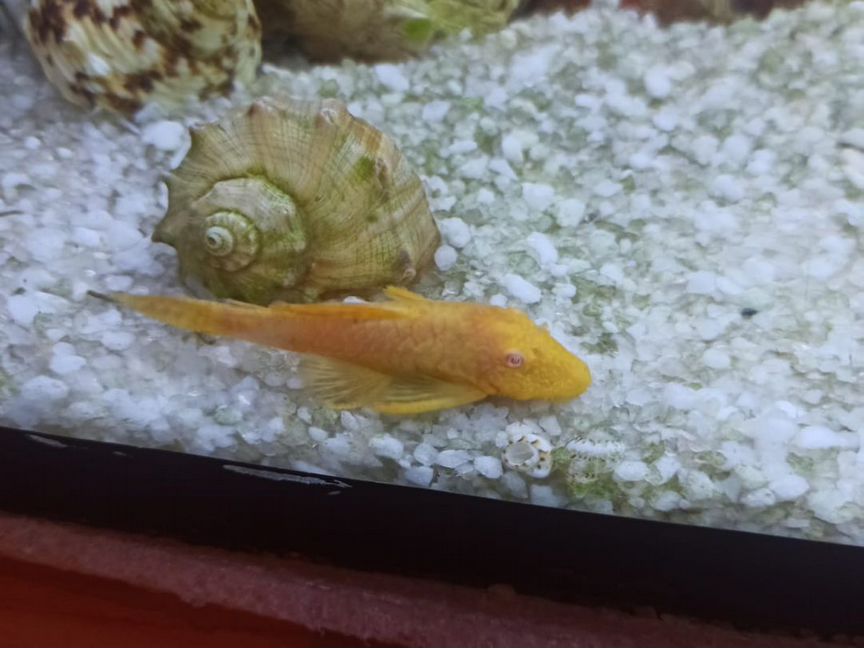 Аквариумные рыбки