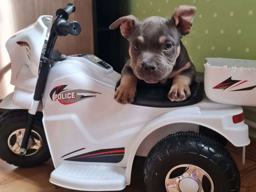 Американский булли