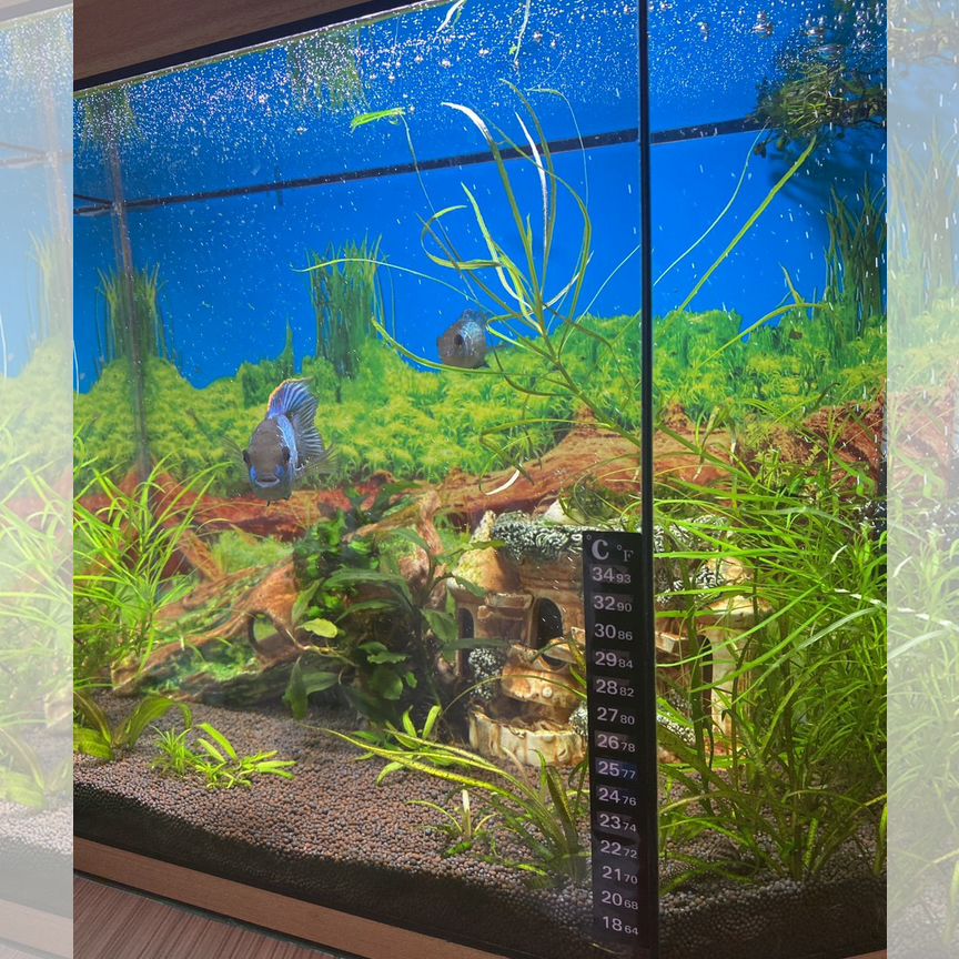 Водоросли для аквариума