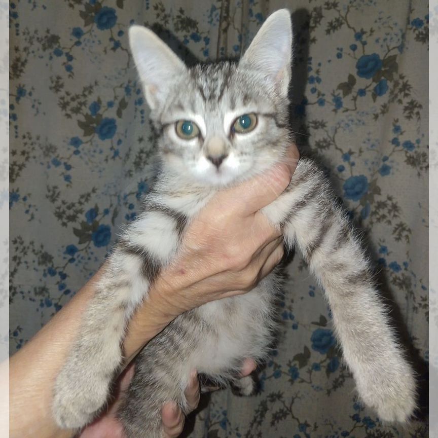 Отдам котят