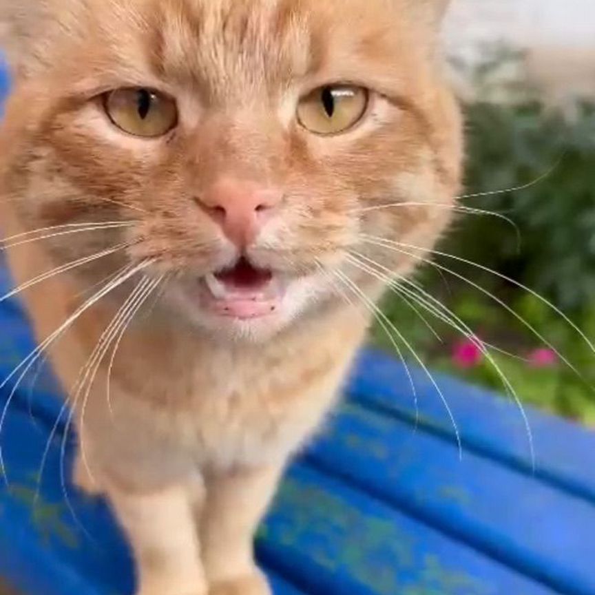 Рыжий кот в добрые руки