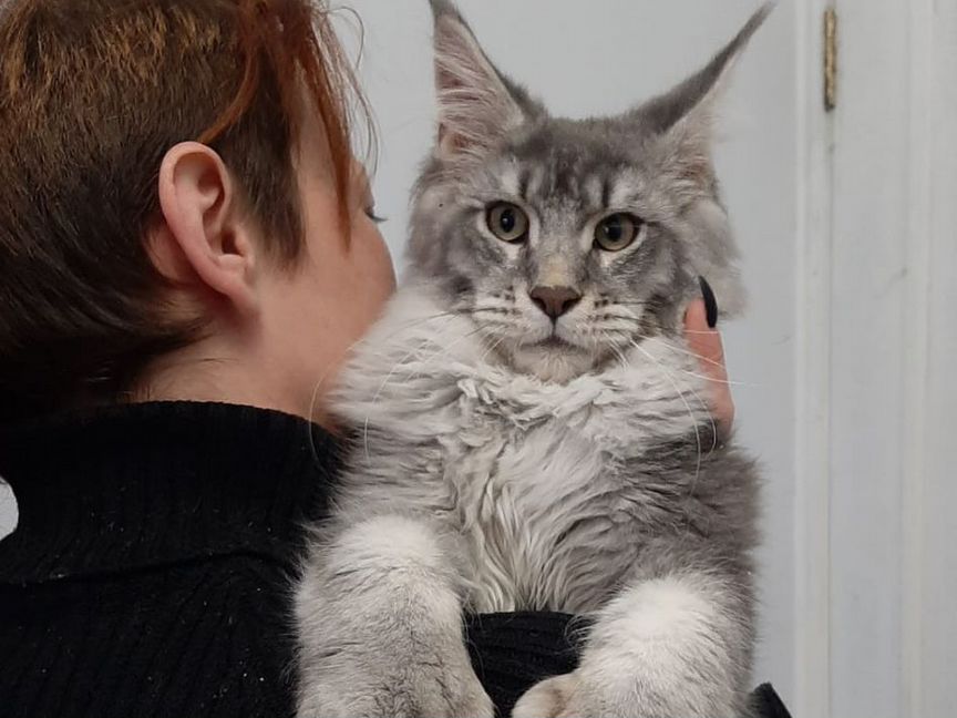 Котёнок полидакт мейн-кун