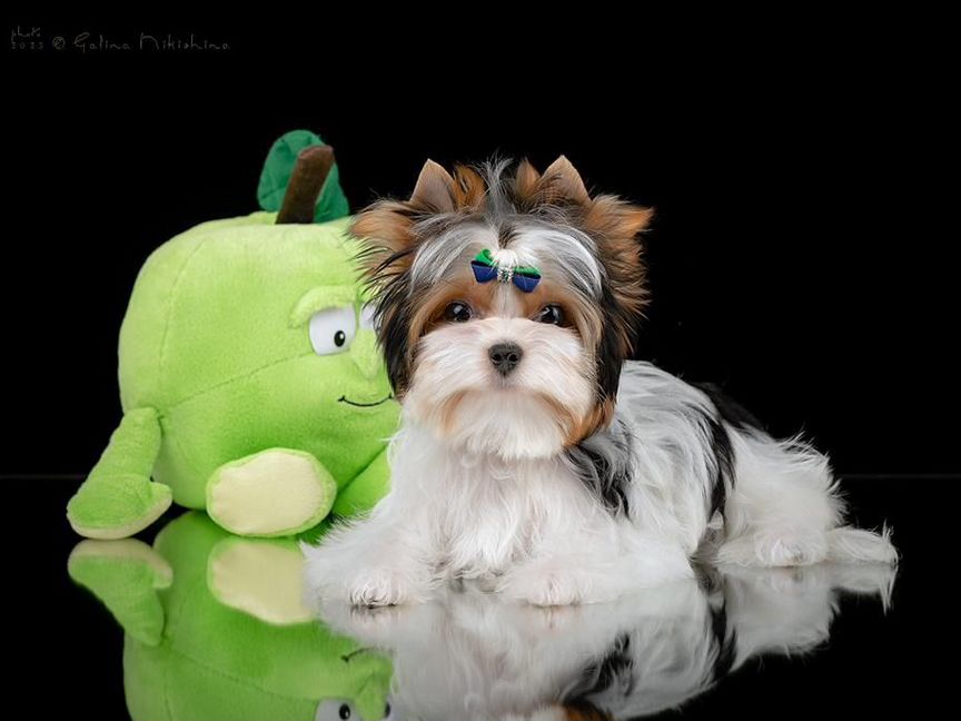 Бивер мальчик мини