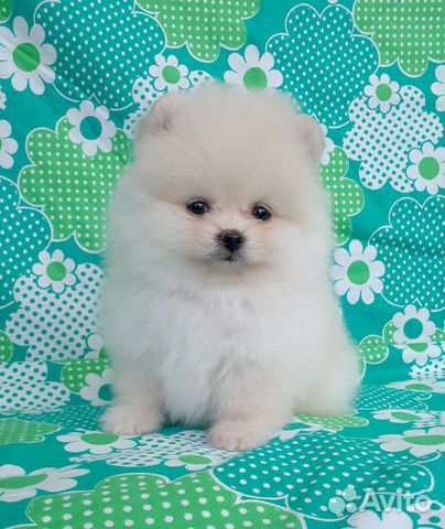 Девчушечка