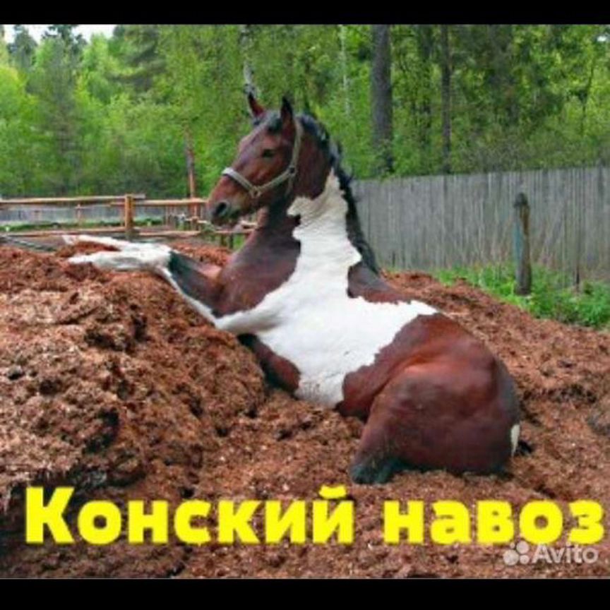 Конский навоз