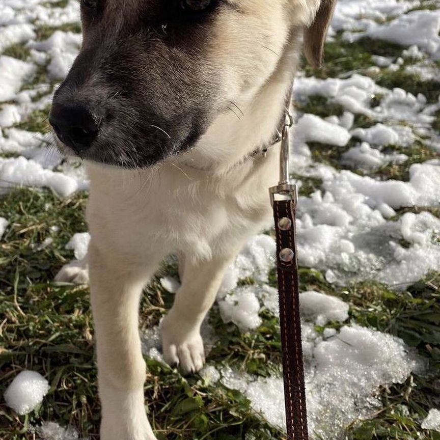 Собака в очень добрые руки