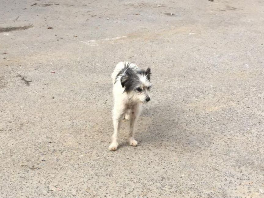 Потеряшка Хозяин отзовись