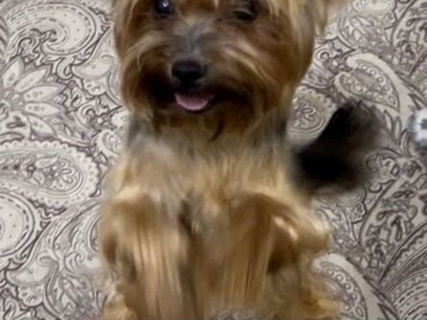 Взросла девочка йорка. 6 лет