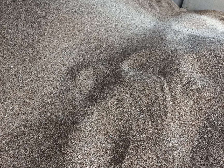 Зерно пшеница,ячмень розница опт