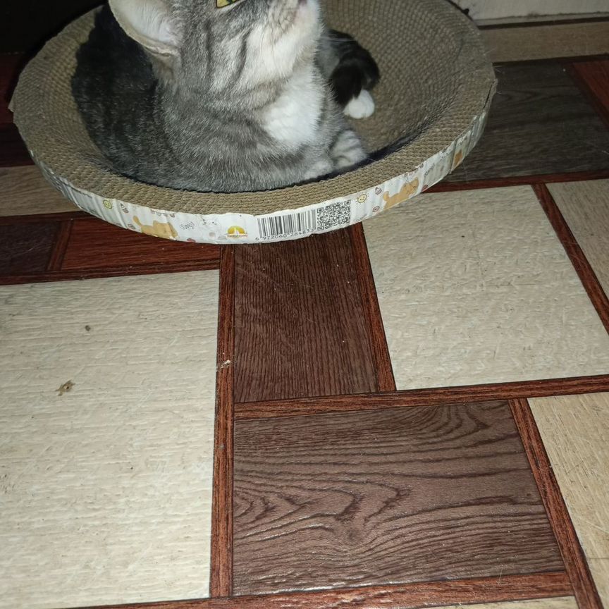Кошка в хорошие руки