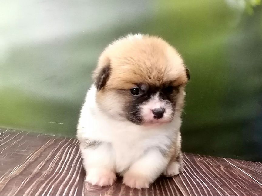 Вельш корги пемброк