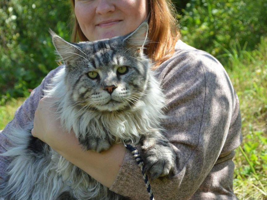 Котята Мейн Куна, нам 1 мес