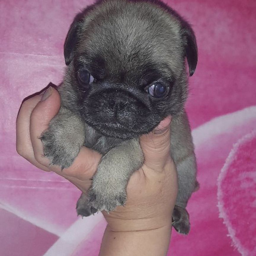 Щенки (описание)