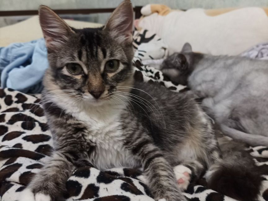 Кошка в дар бесплатно