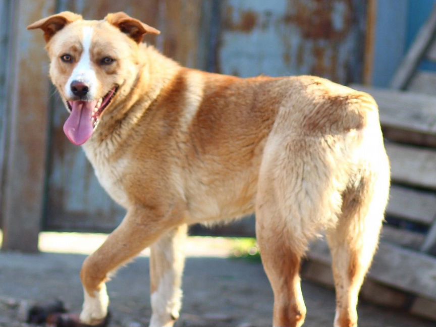 Молодой мальчишка в поисках своей фазенды