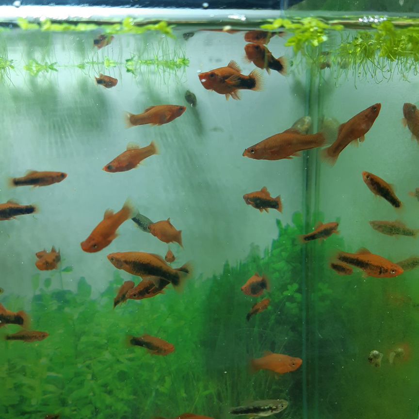 Меченосцы подростки