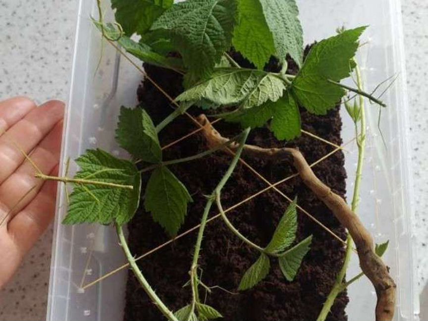 Палочники аннамские в контейнере