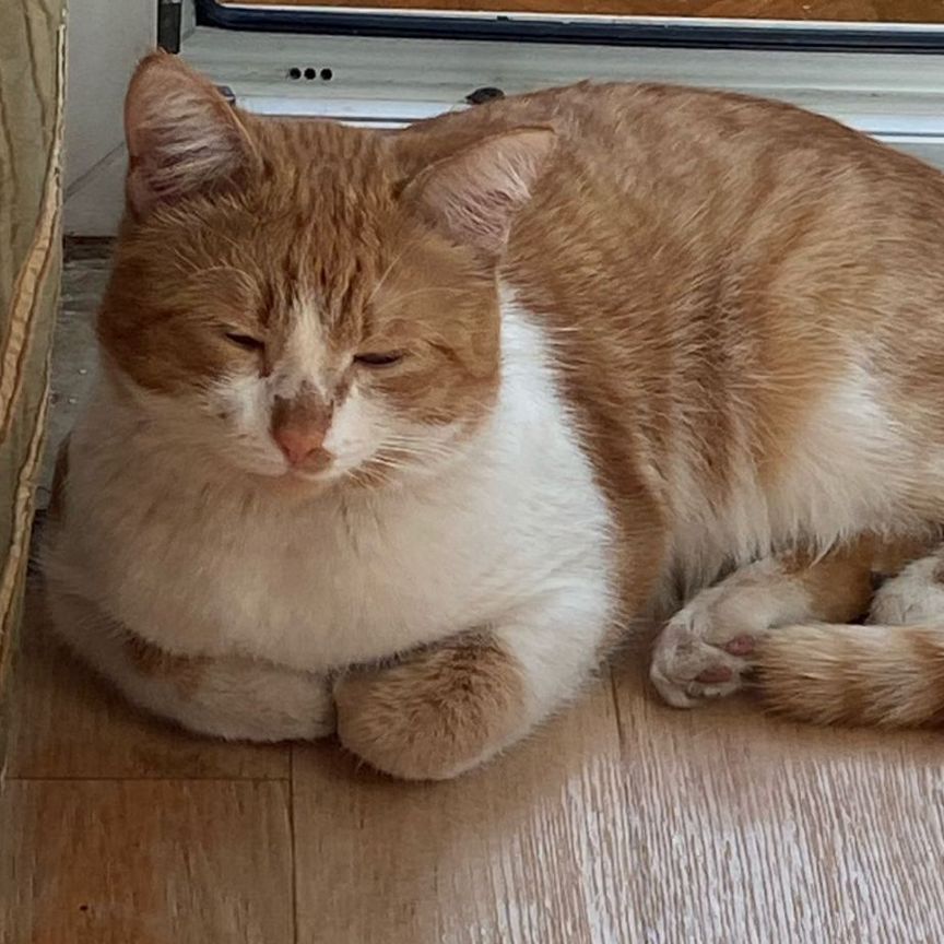 Кот бесплатно