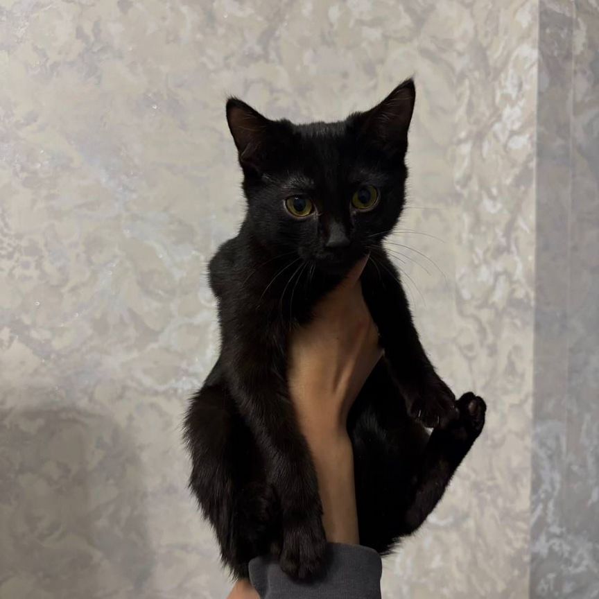 Котенок девочка