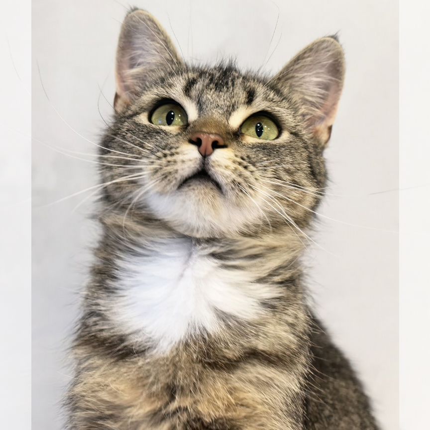 Взрослая, кошка в добрые руки