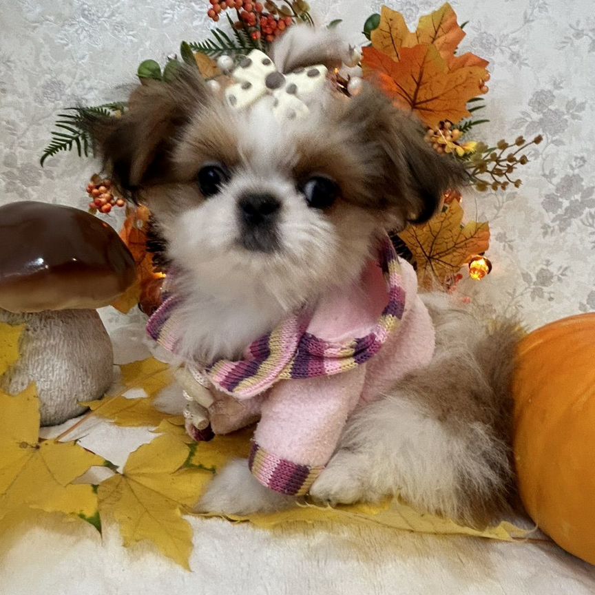 Ши-тцу (miсro)