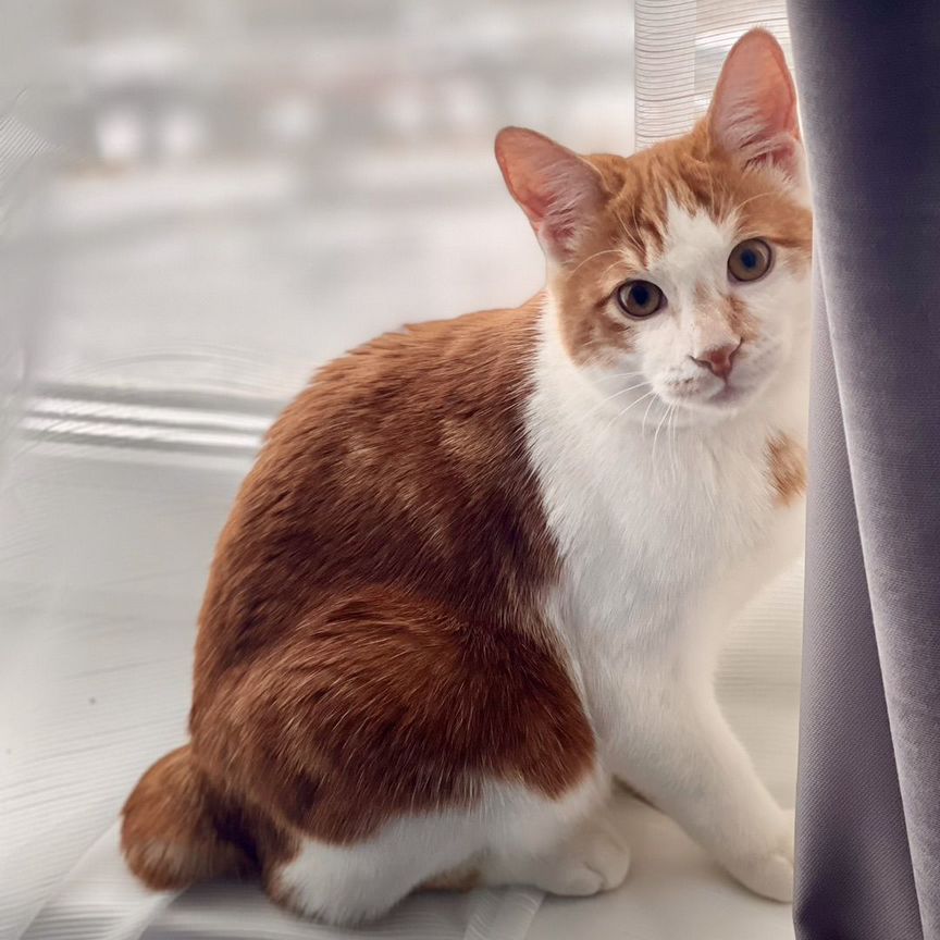 Котенок курильский бобтейл из питомника