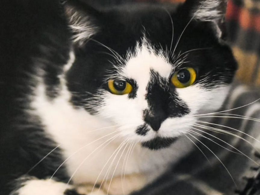 Кошечка Караоке в добрые руки