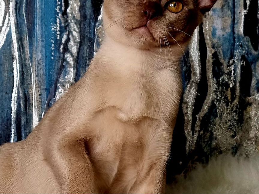Бурманские котята