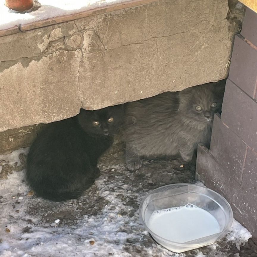 Котёнок в добрые руки