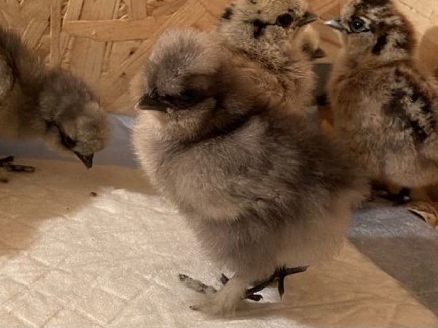 Китайские шелковые цыплята