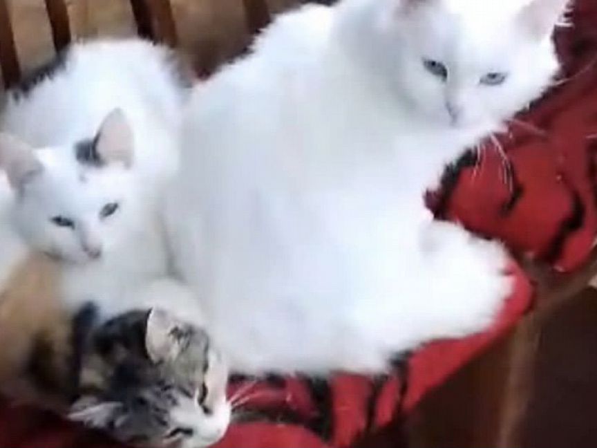 Турецкая ангора