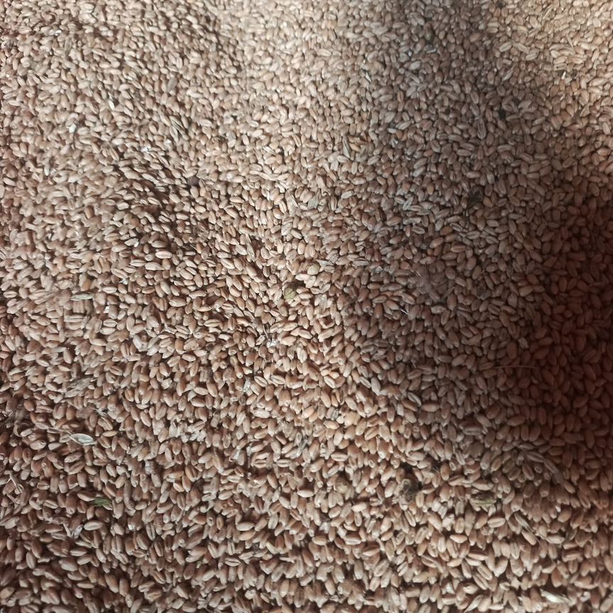 Зерно пшеница