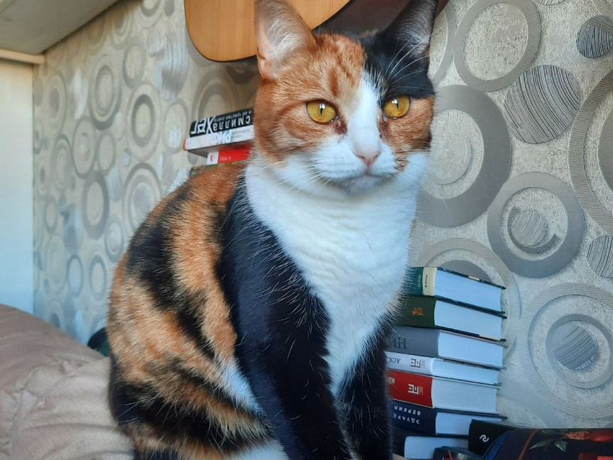 Кошечка в добрые руки