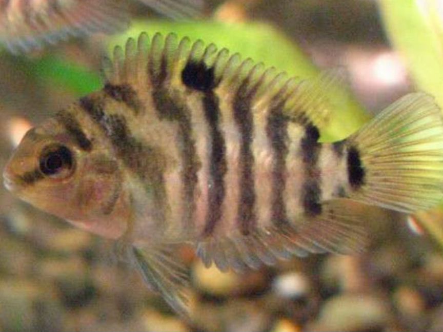 Аквариумные рыбки