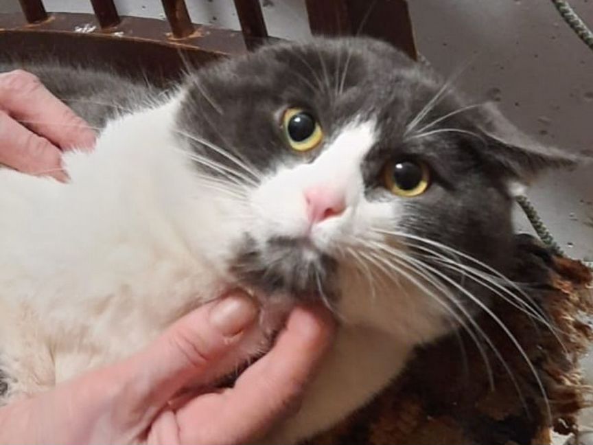 Подарите котику шанс на жизнь