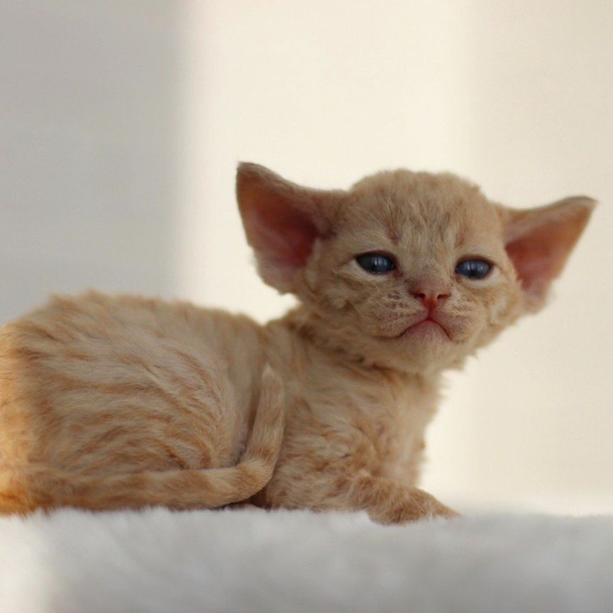 Девон-рекс котёнок