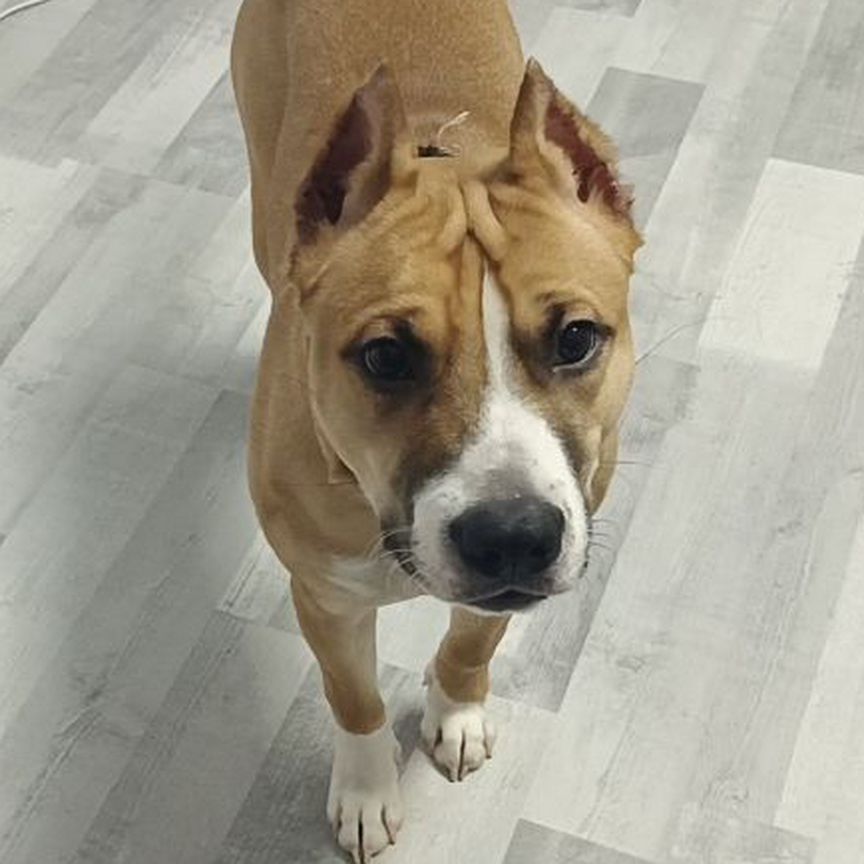 Американский стаффордширский терьер