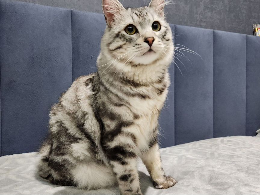 Кот курильский бобтейл