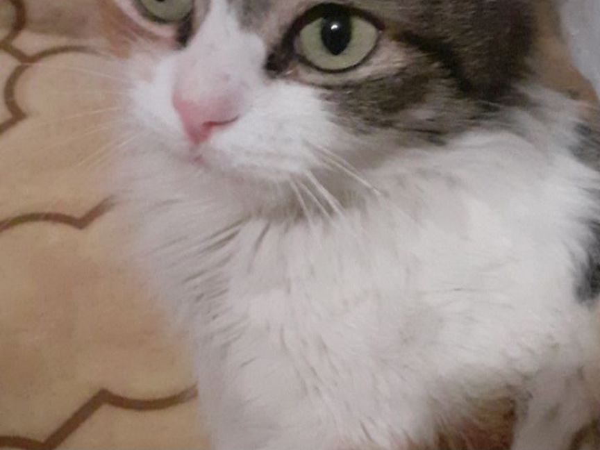 Умница, красавица, очень хорошая кошечка