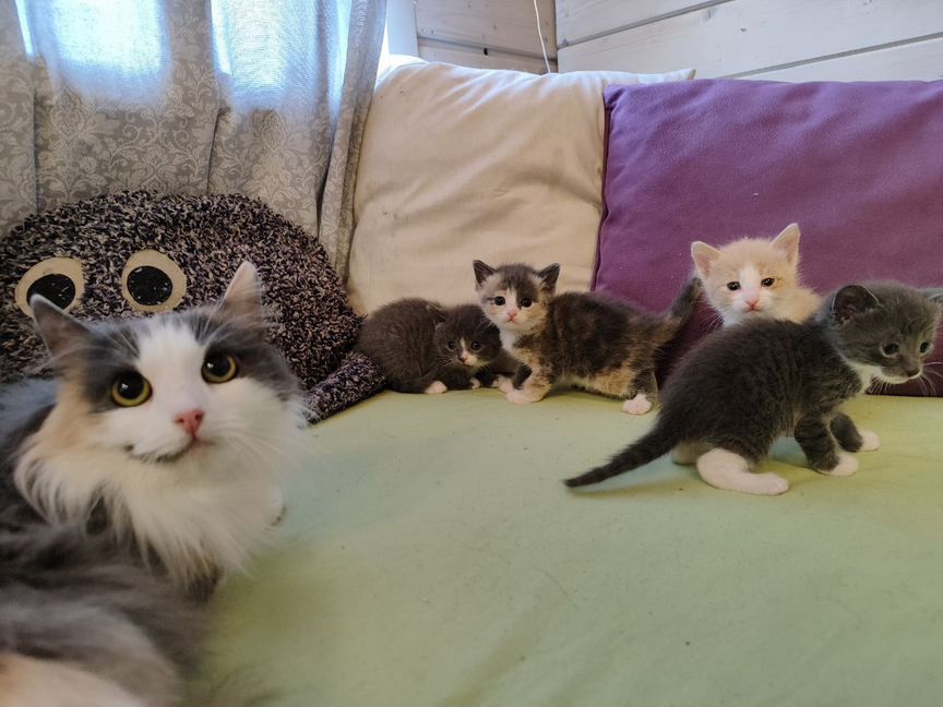 Котята в добрые руки