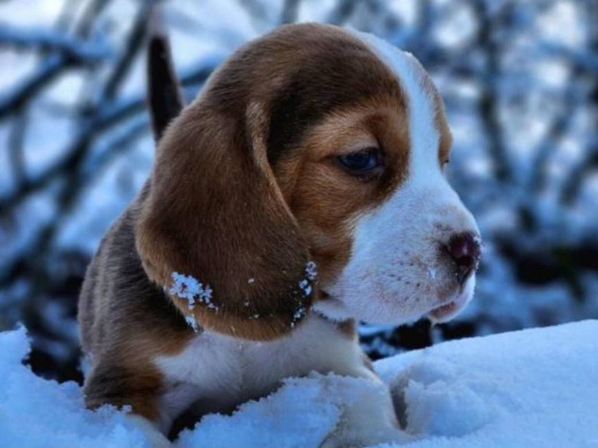 Щенки Бигли