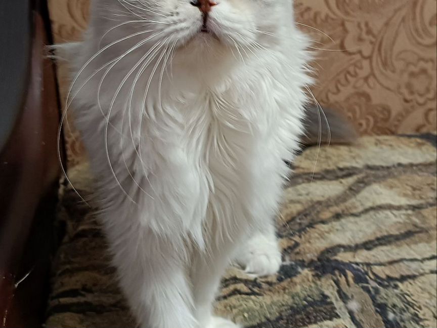 Кошечка хайленд фолд
