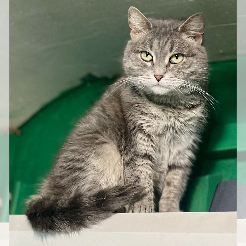 Взрослая, кошка в добрые руки