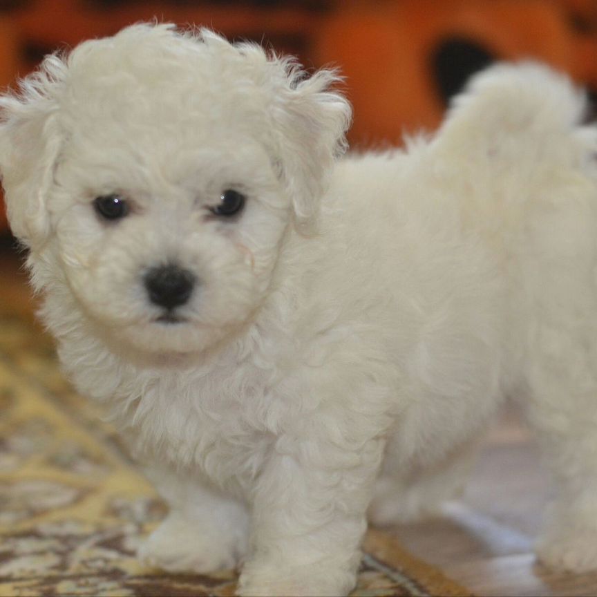 Щенки бишон фризе родители с тестами