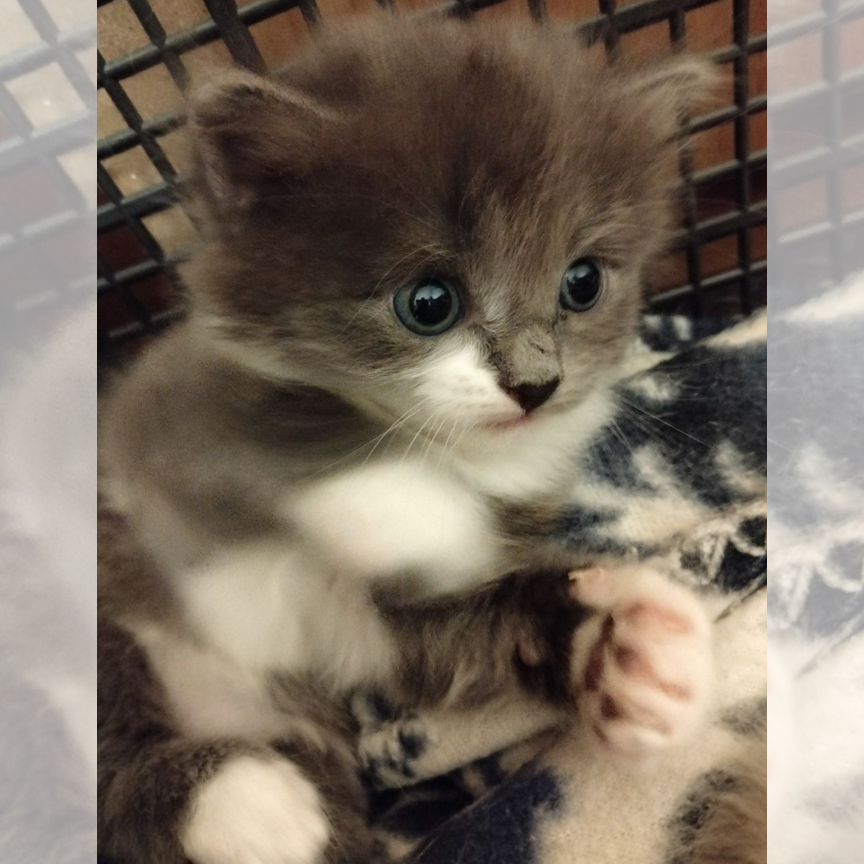 Персидский котёнок