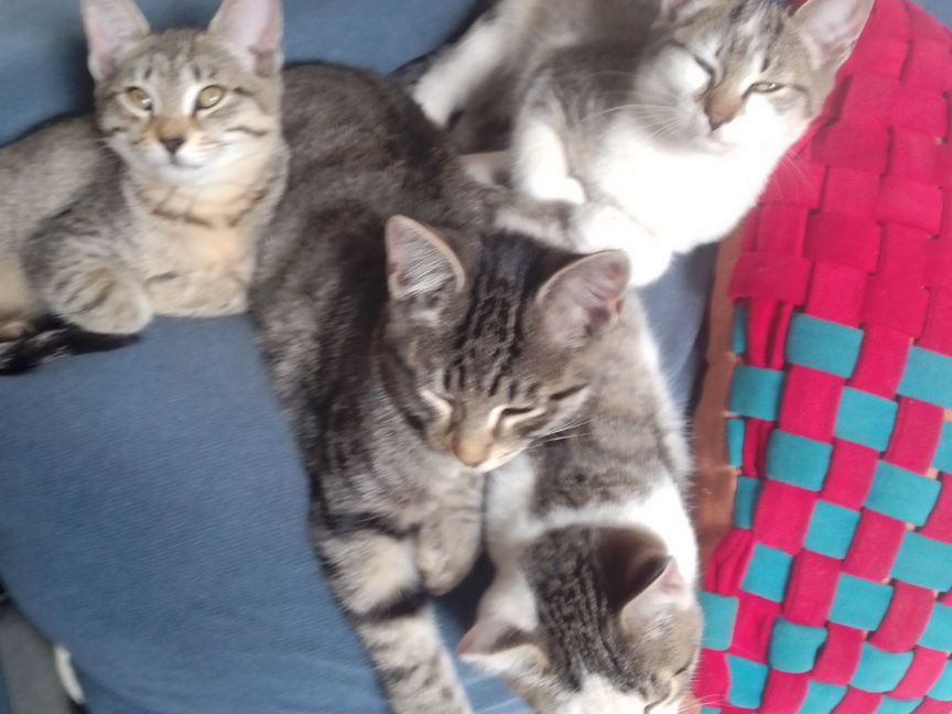Котята тигрята