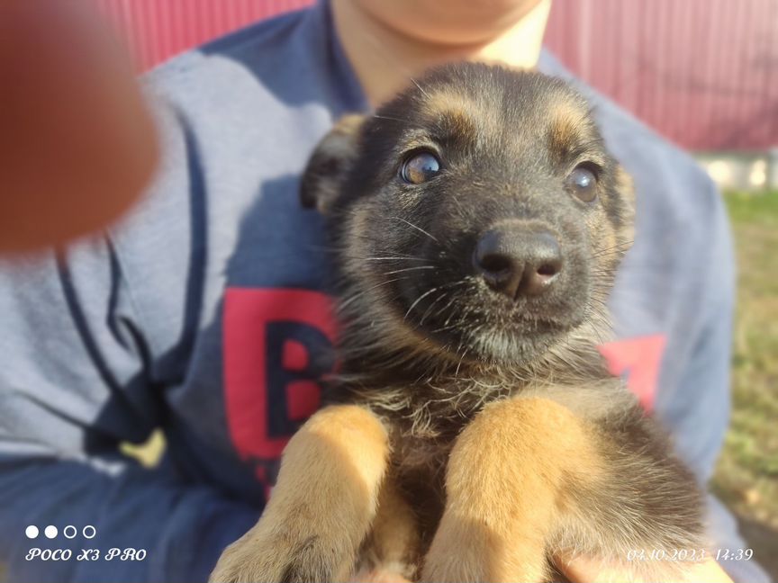 Собаки щенки немецкая овчарка