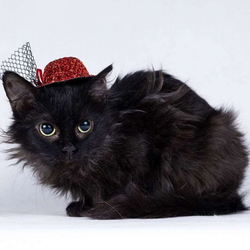 Девон-рекс, взрослая кошка