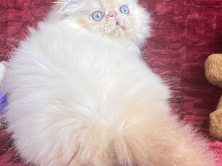 Самый красивый на Авито